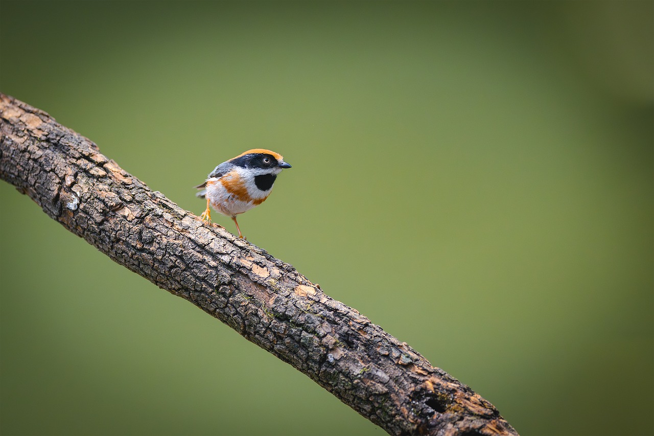 Bird Nature Ornithology - Free photo on Pixabay