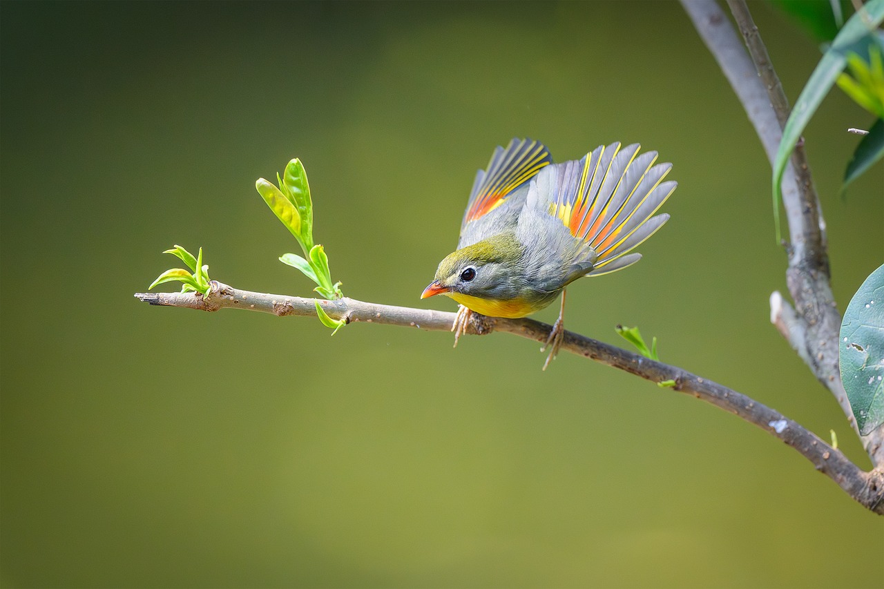 Bird Nature Ornithology - Free photo on Pixabay