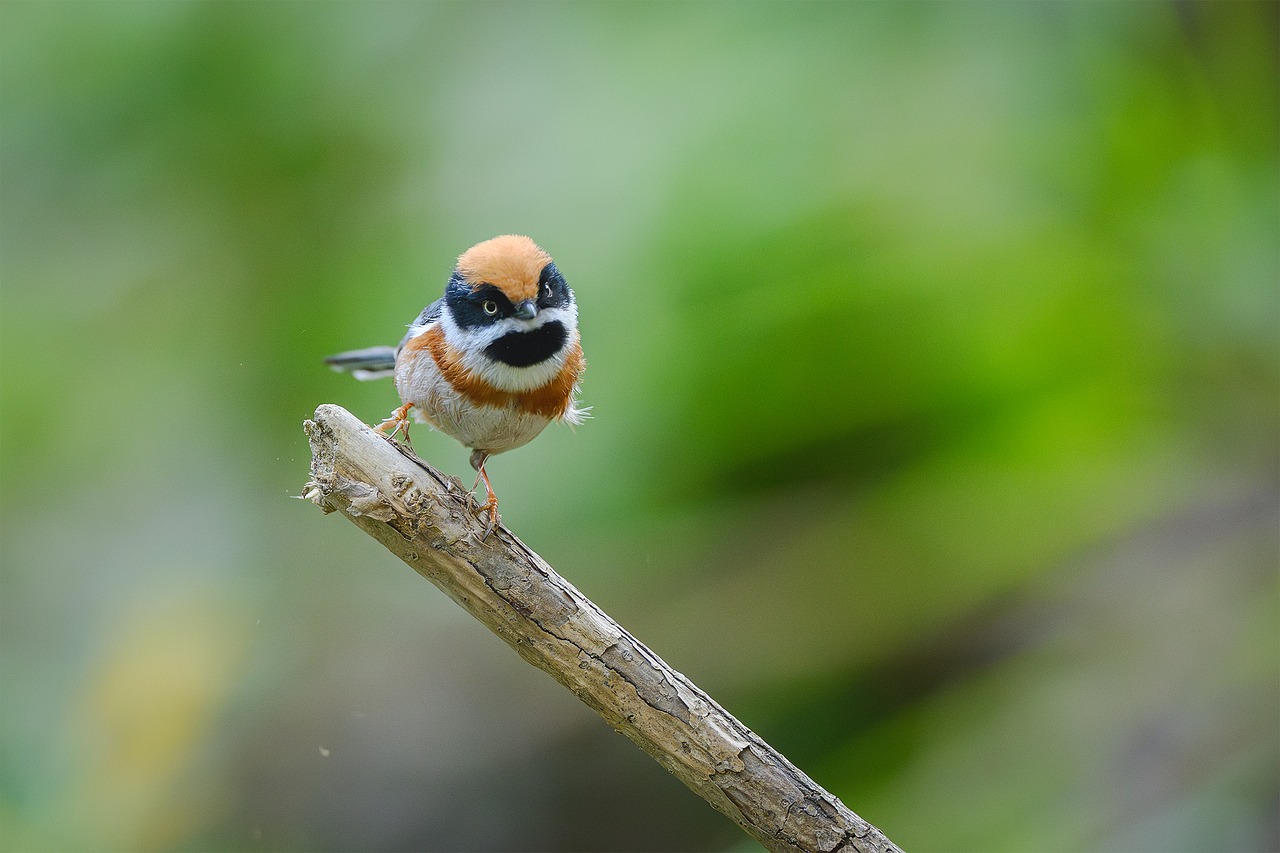 Bird Nature Ornithology - Free photo on Pixabay
