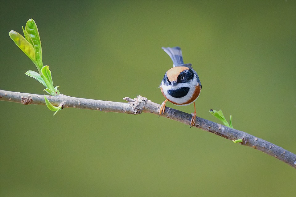 Bird Nature Ornithology - Free photo on Pixabay