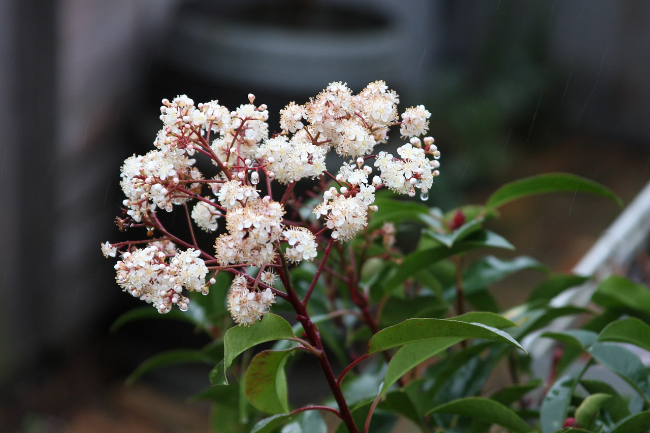 Photinia Nature Spring - Free photo on Pixabay