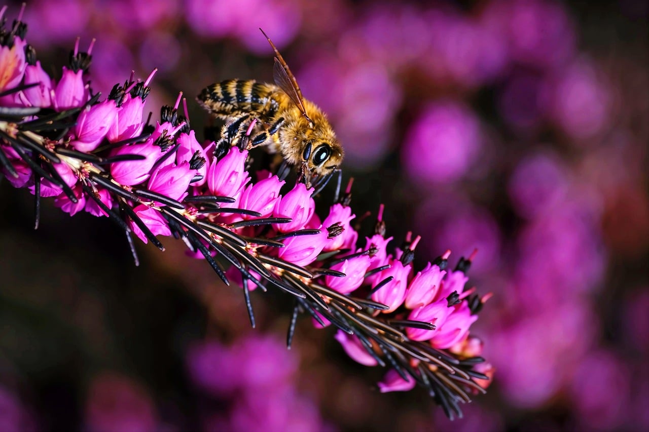 Download Bee, Honey Bee, Heather. Royalty-Free Stock Illustration Image ...