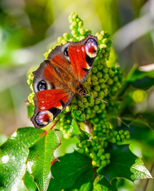 Peacock Butterfly Insect - Free photo on Pixabay