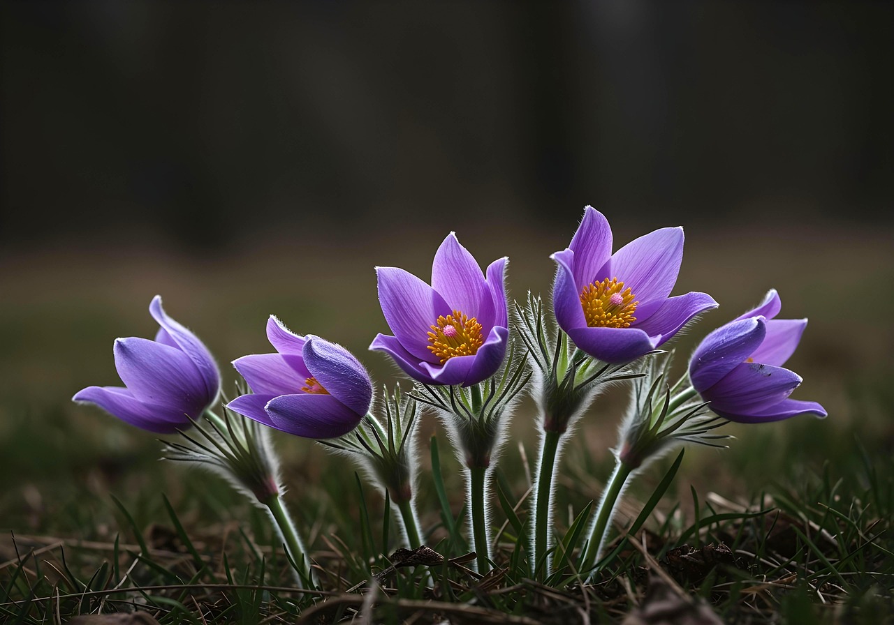 Download Pasque-Flowers, Flowers, Nature. Royalty-Free Stock ...
