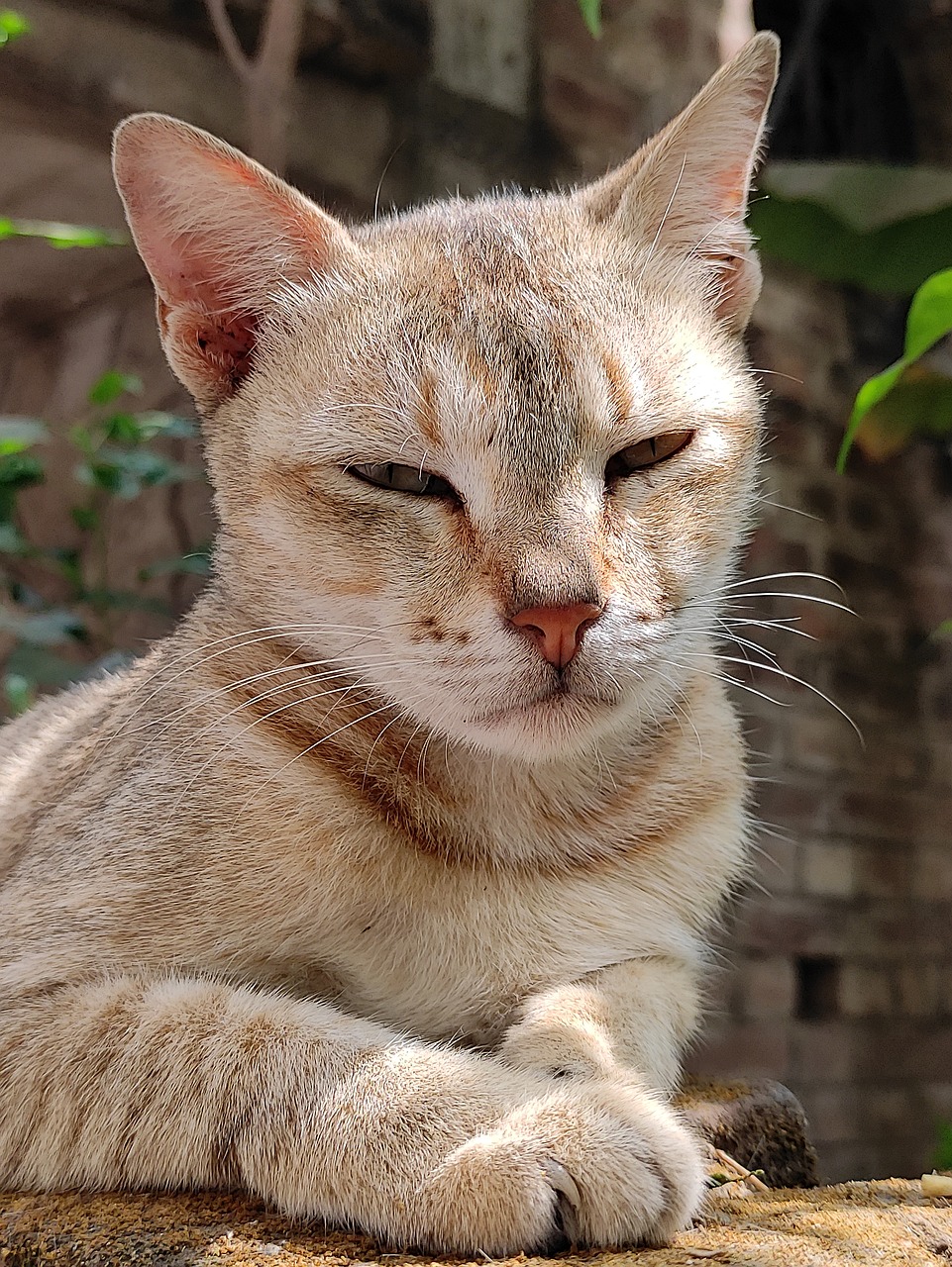 Cat Pet Nature - Free photo on Pixabay