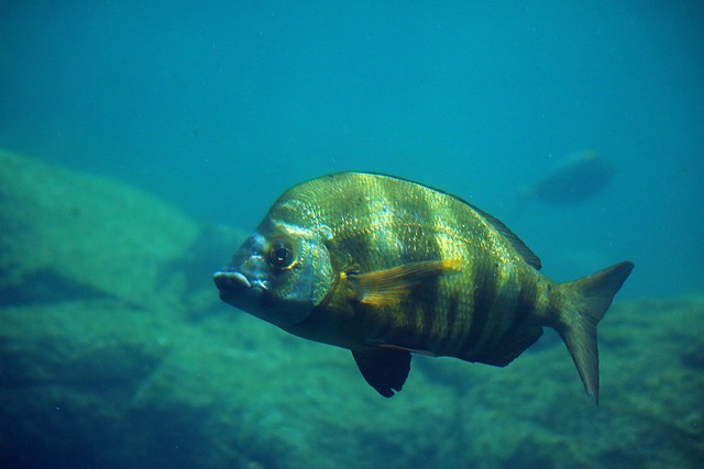 Zebra Fish Marine Salt Water - Free photo on Pixabay