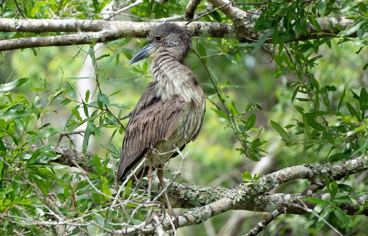 Black-Crowned Night-Heron Juvenile - Free photo on Pixabay