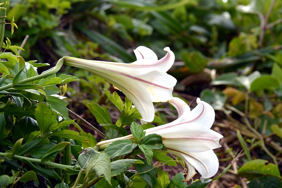 Wild Lily Spring Nature - Free photo on Pixabay