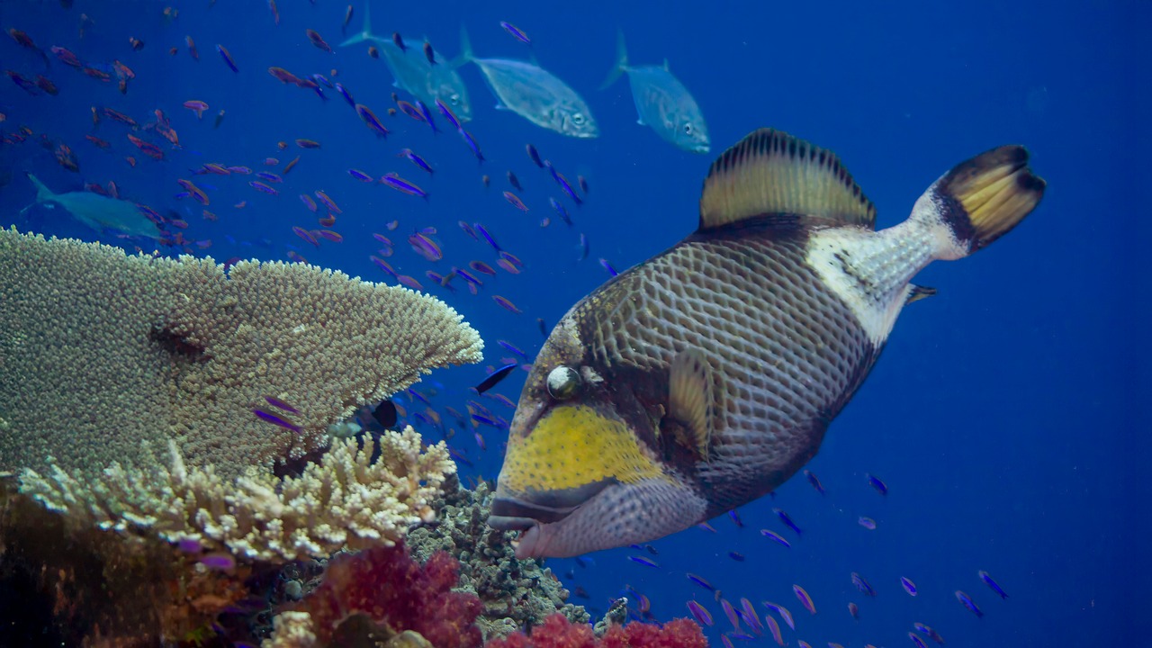 Fiji Naia Underwater - Free photo on Pixabay