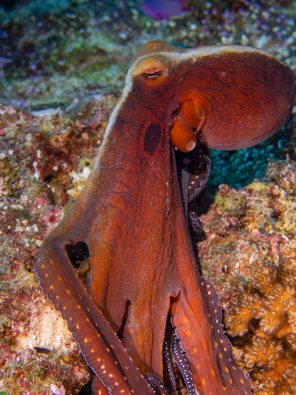Fiji Underwater Diving - Free photo on Pixabay