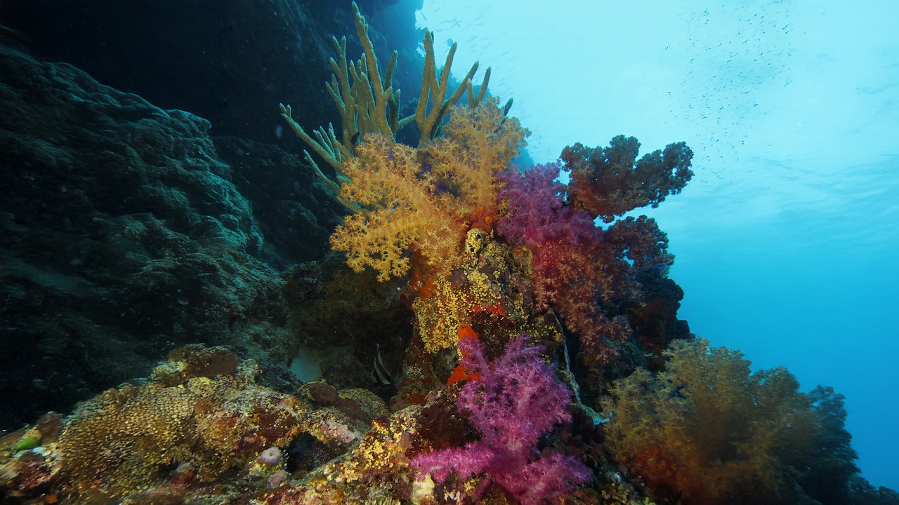 Fiji Naia Underwater - Free photo on Pixabay