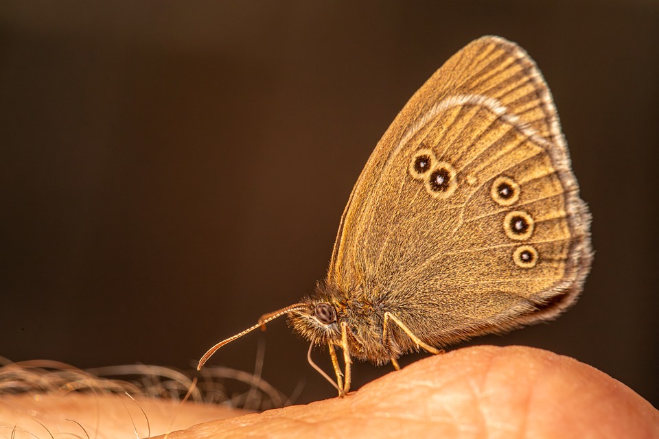 Butterfly Nature Animal - Free photo on Pixabay