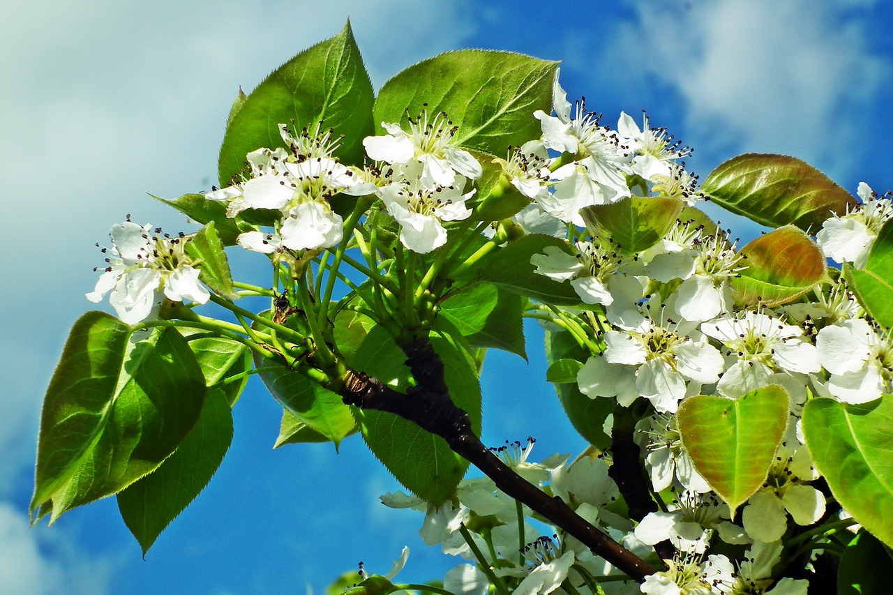 Pear Tree Asian Flowers - Free photo on Pixabay
