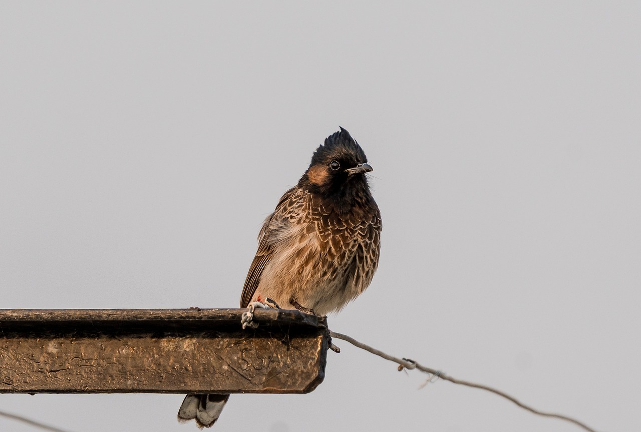 Bulbul Pájaro Animal - Foto gratis en Pixabay