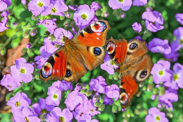Peacock Butterfly Insect - Free photo on Pixabay