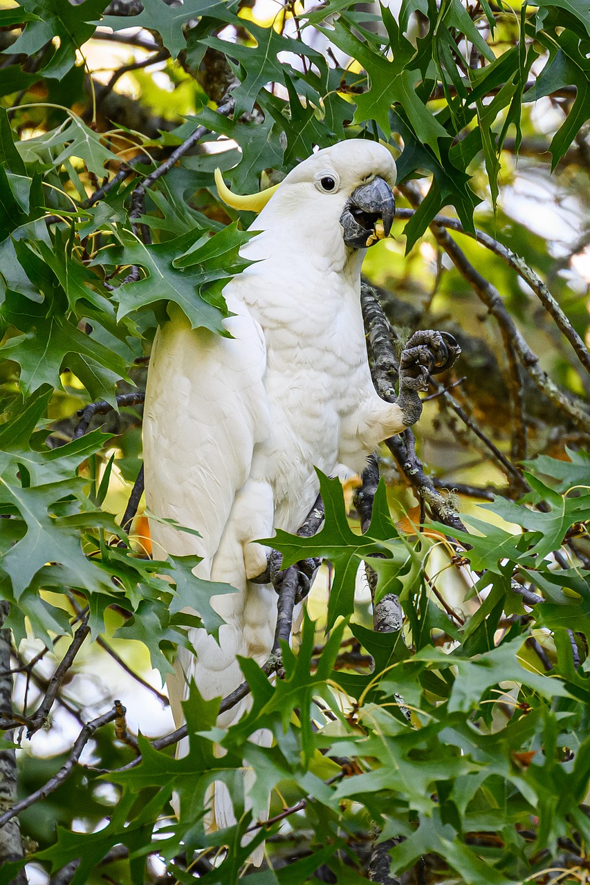Sulphur-Crested Cockatoo - Free photo on Pixabay