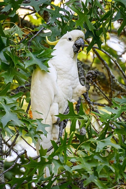 400+ Free Cockatoo & Nature Images - Pixabay
