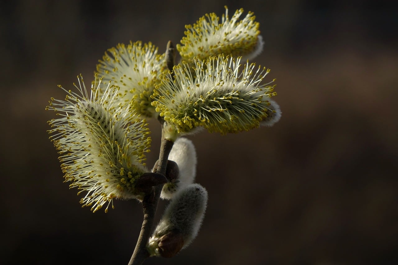 Willow Catkin Nature Spring - Free photo on Pixabay