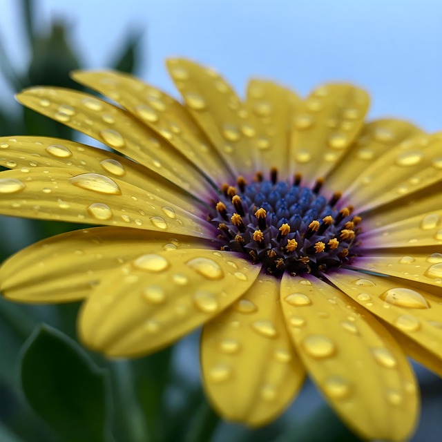Download Ai Generated, Yellow Flower, Spring. Royalty-Free Stock ...