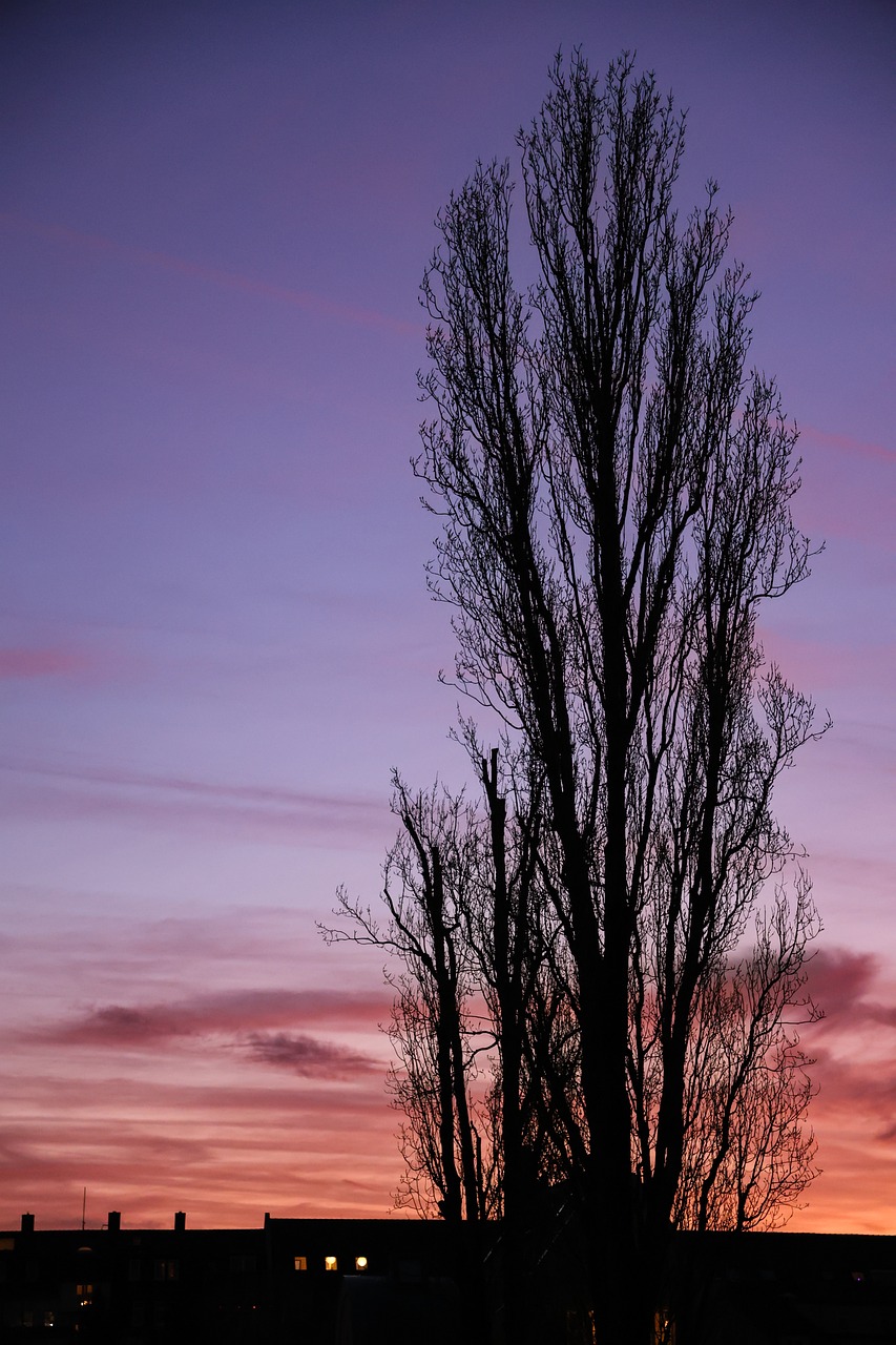 Eve Tree Backlighting - Free photo on Pixabay