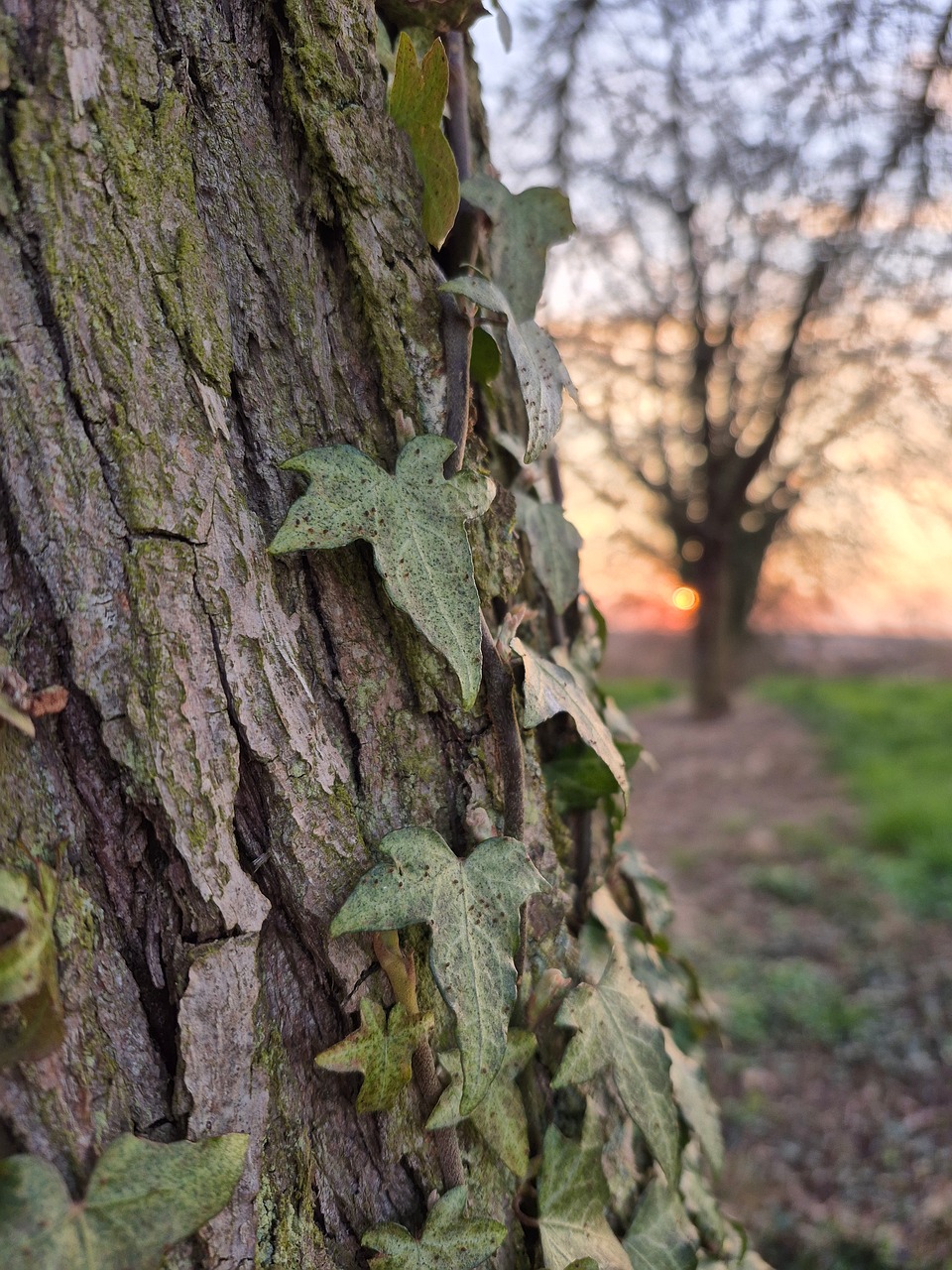 Ivy Nature Plant - Free photo on Pixabay