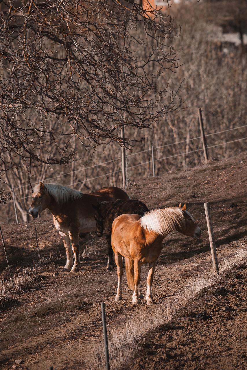 Cavalos Castanhos Encontro Rural - Foto gratuita no Pixabay