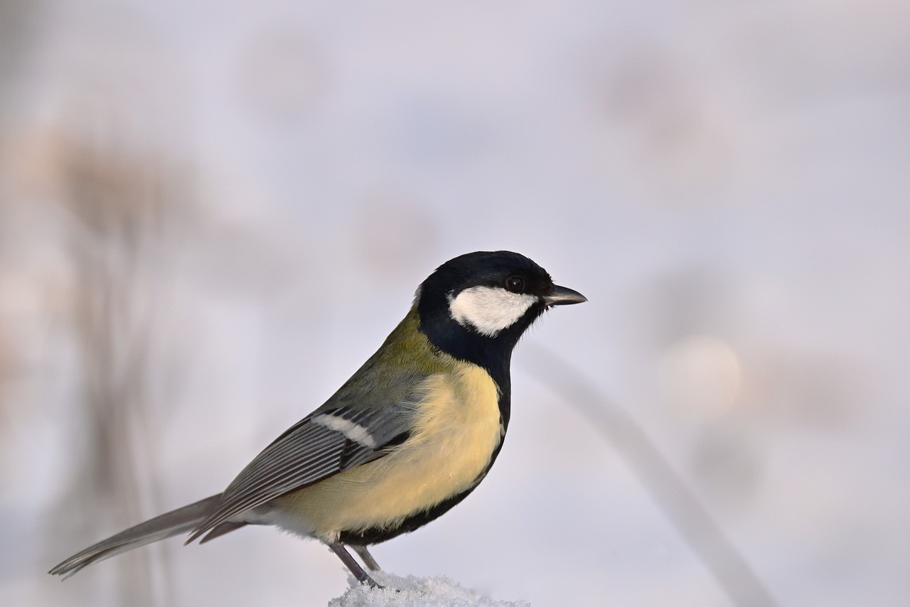 Great Tit Nature Bird - Free photo on Pixabay