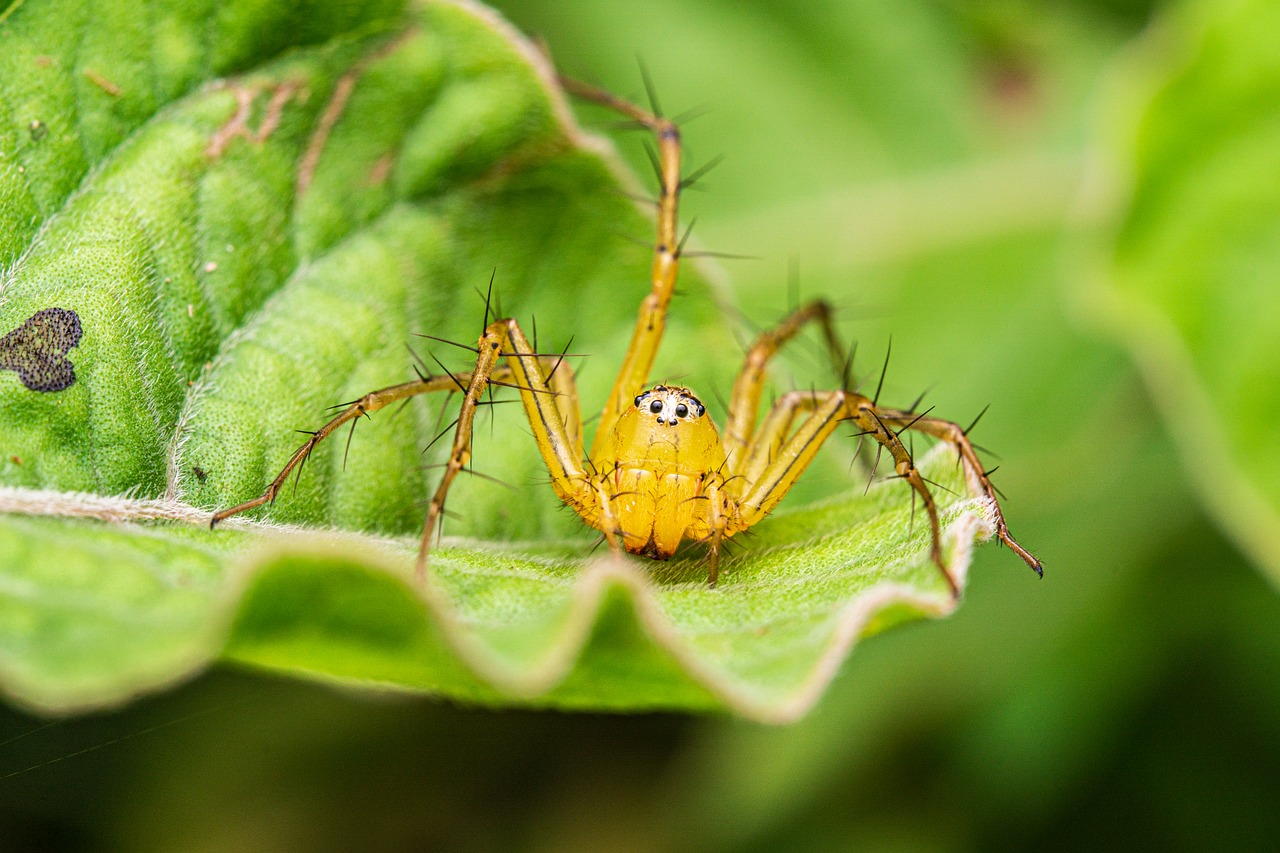 Insect Animal Beetle - Free photo on Pixabay
