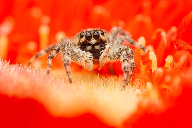 Insect Nature Animal - Free photo on Pixabay