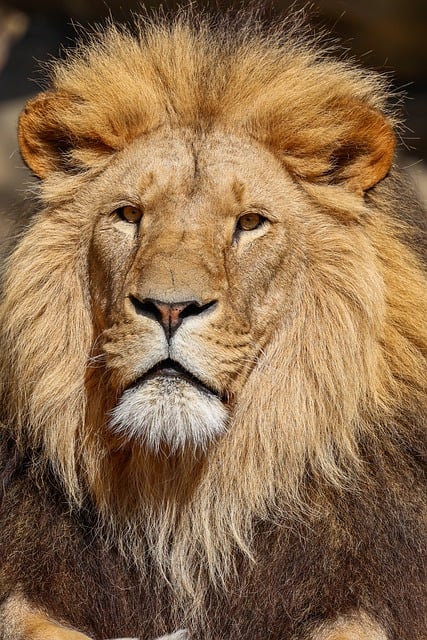 León Animal Depredador - Foto gratis en Pixabay