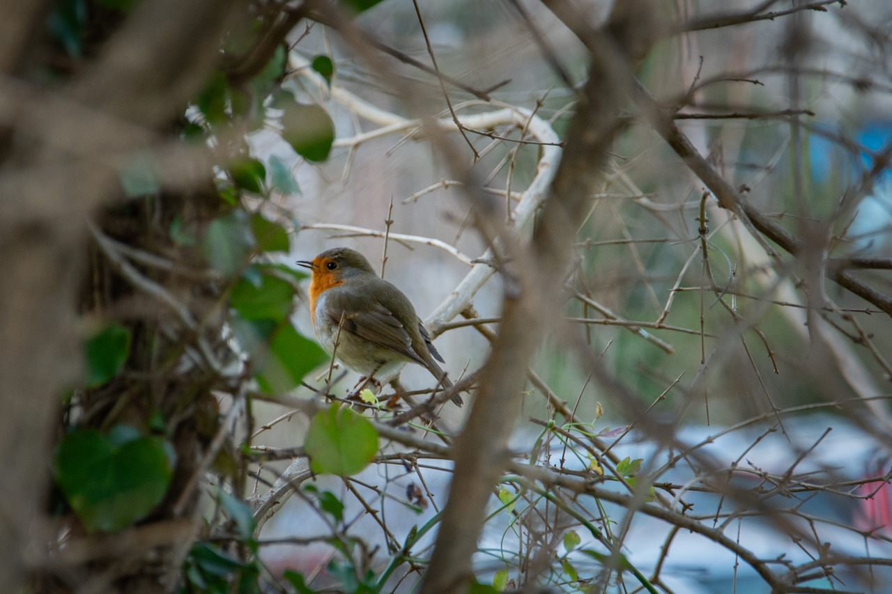 Bird Robin Avian - Free photo on Pixabay