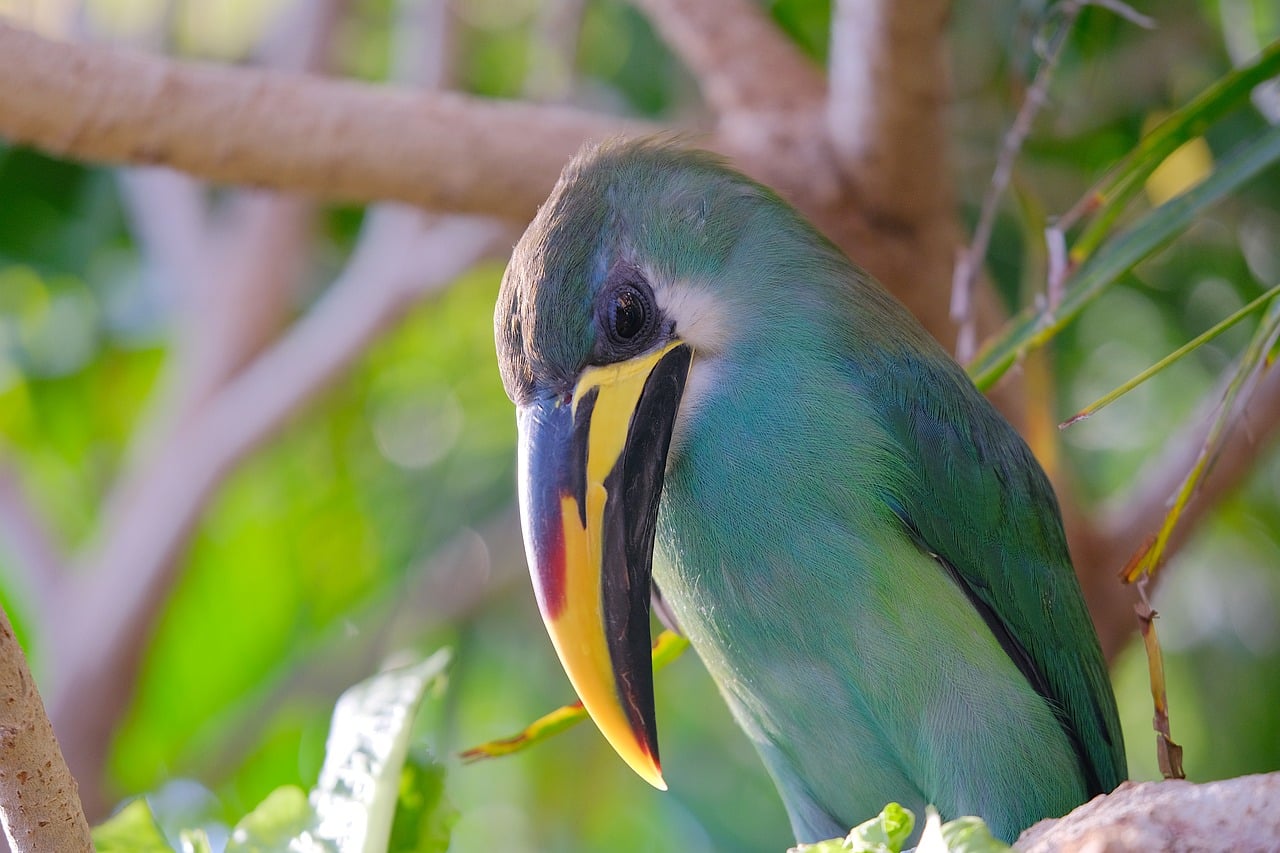 Toucan Bird Beak - Free photo on Pixabay