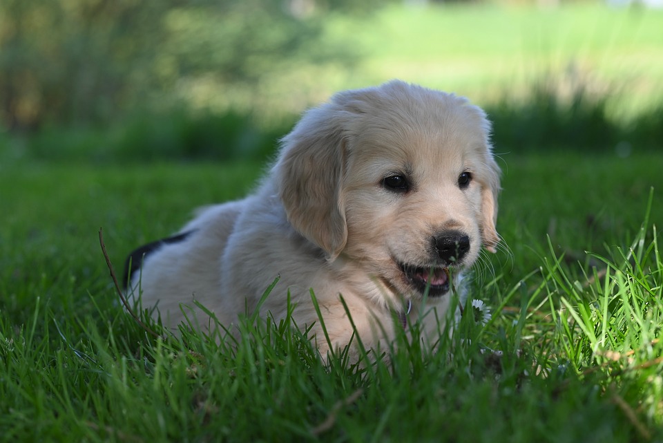 Puppy Golden Retriever Amber Blue - Free photo on Pixabay