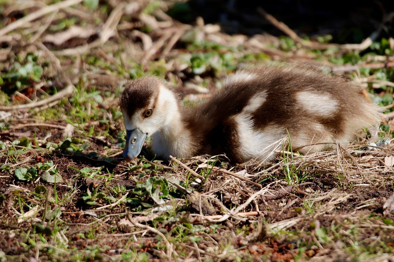 Egyptian Goose Nilganskin - Free photo on Pixabay