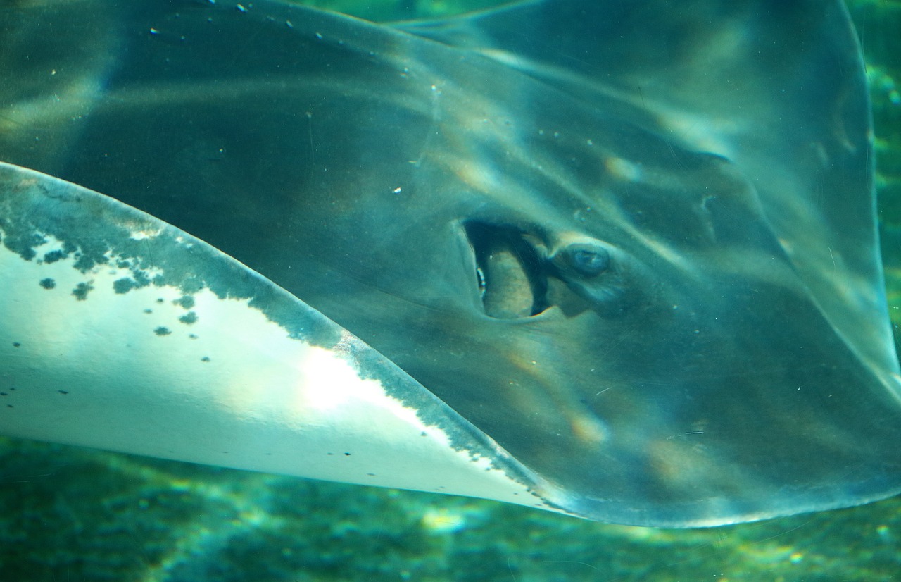 Stingray Nature Sea - Free photo on Pixabay