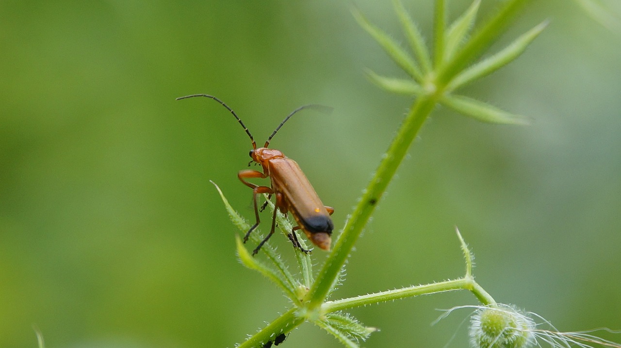 Insect Beetle Close Up - Free photo on Pixabay