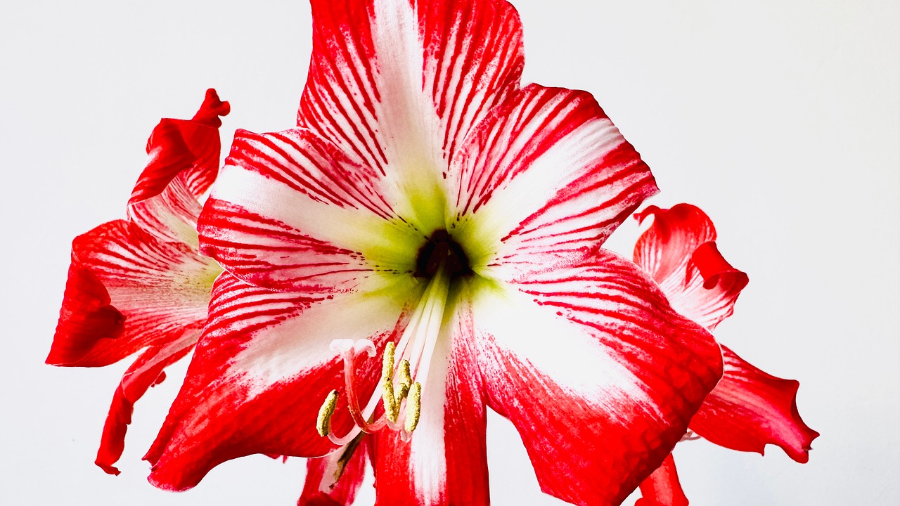 Flowers Petals Stamen - Free photo on Pixabay