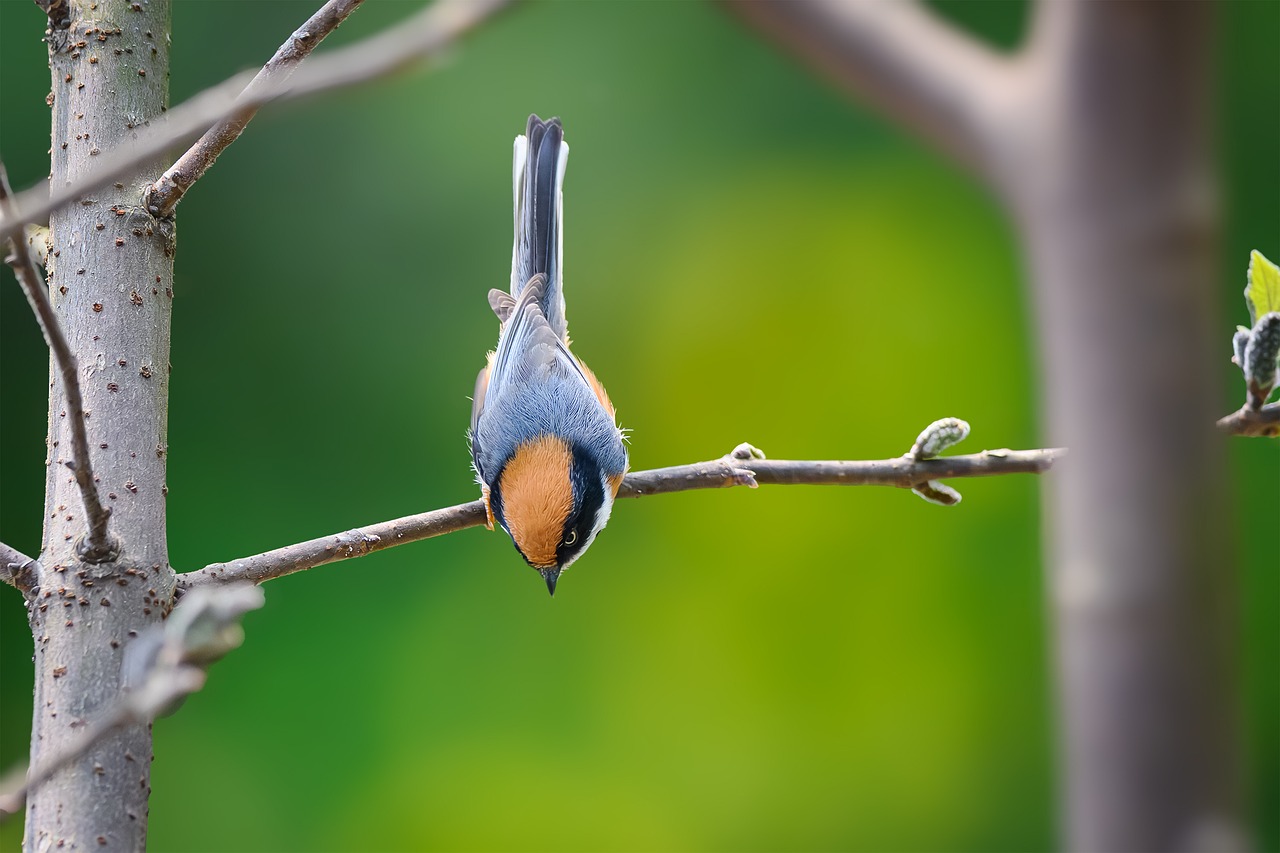 Bird Nature Wildlife - Free photo on Pixabay