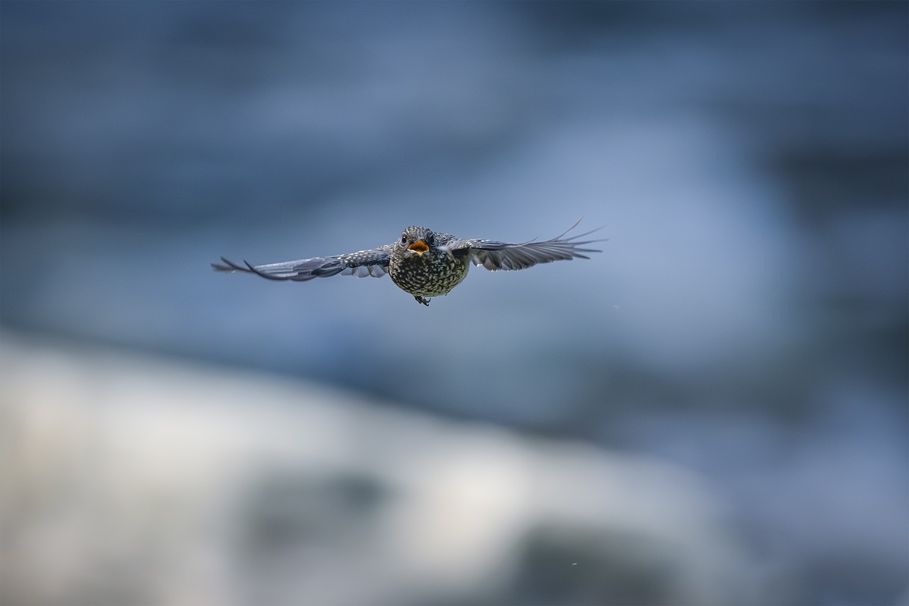 Bird Nature Wildlife - Free photo on Pixabay