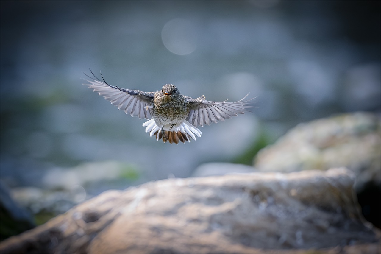 Bird Nature Wildlife - Free photo on Pixabay