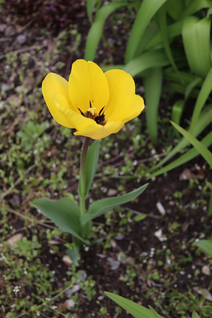 Flower Nature Close Up - Free photo on Pixabay