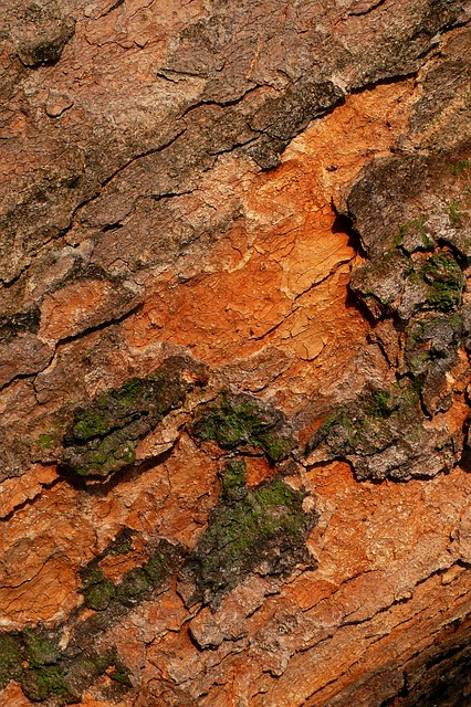 Bark Tree Nature - Free photo on Pixabay