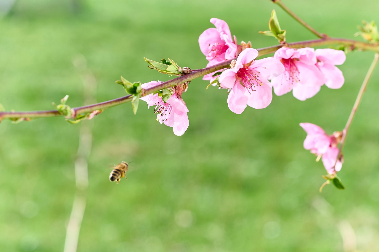 Abeja Insecto Naturaleza Miel De - Foto gratis en Pixabay