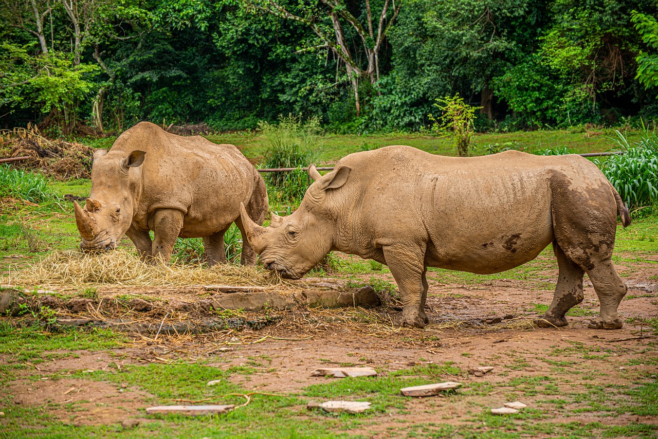 Rhinoceros Mammal Nature - Free photo on Pixabay