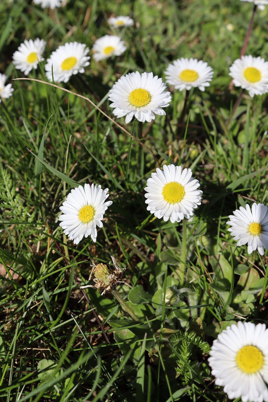 Flowers Spring Nature - Free photo on Pixabay