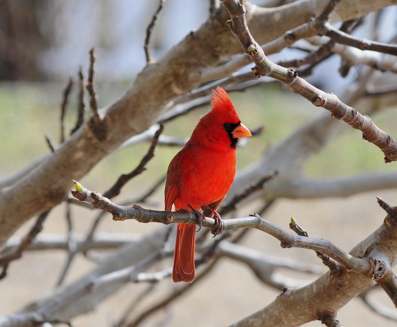 Cardinal Nature Bird - Free photo on Pixabay