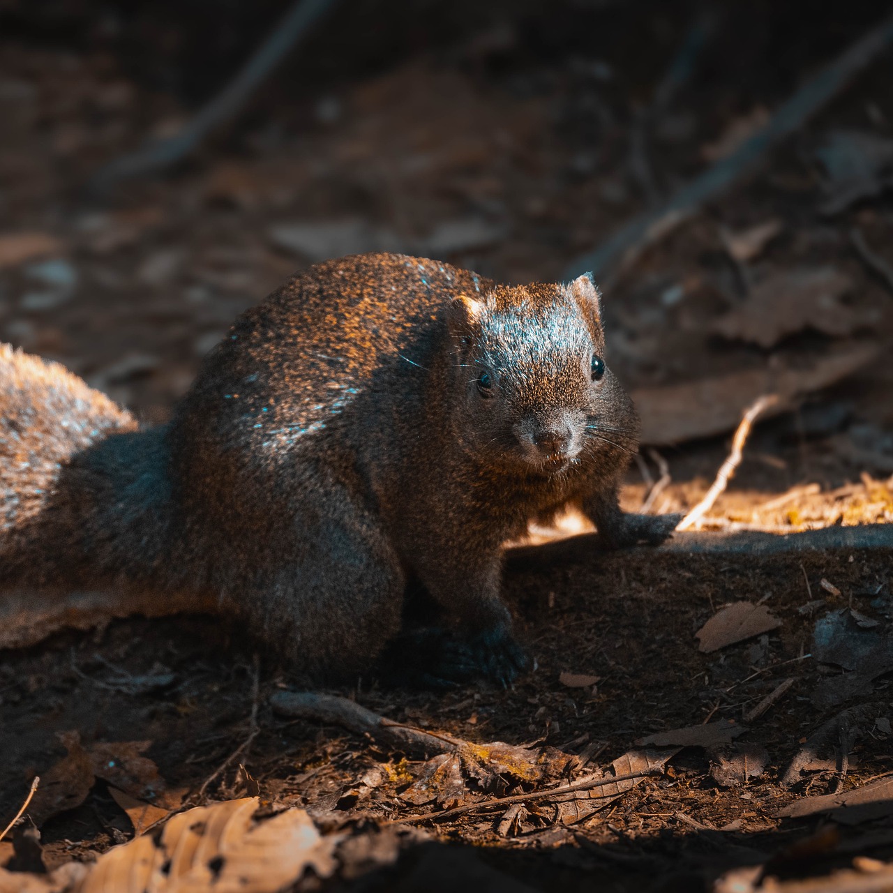 Esquilo Animais Selvagens Animal - Foto gratuita no Pixabay