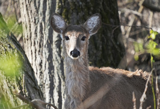 8,000+ Free Doe & Deer Images - Pixabay