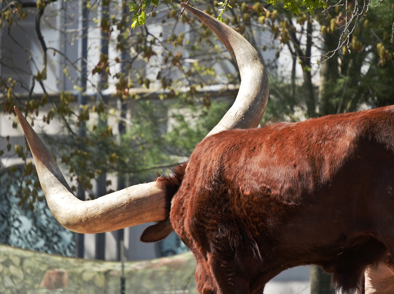 Horns Ankole-Watusi Bull - Free photo on Pixabay
