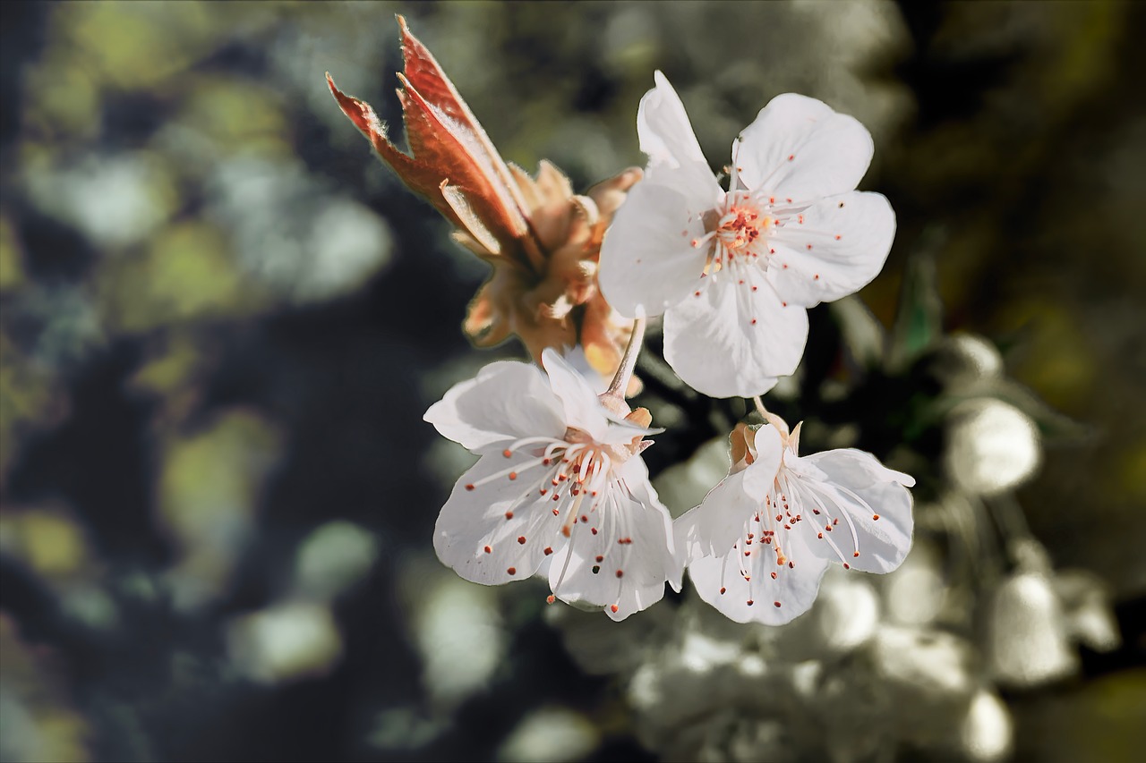Fleur Blanche La Nature Le - Photo gratuite sur Pixabay